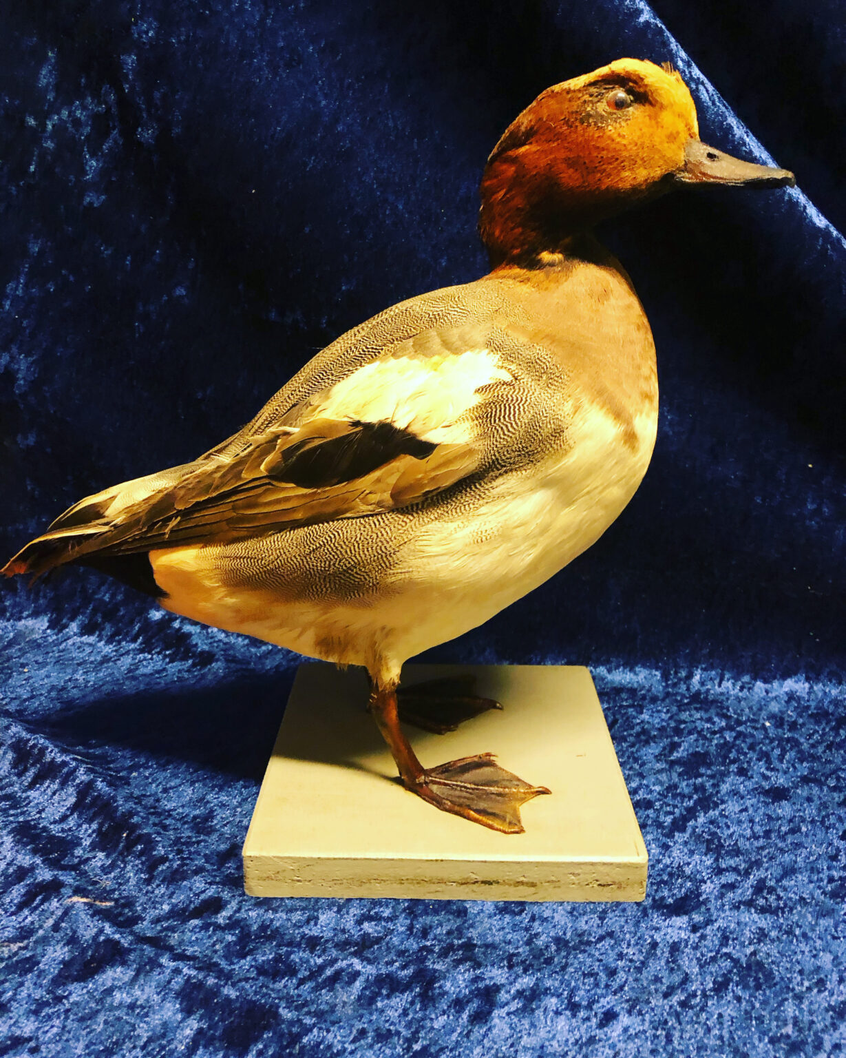 4212. Udstoppet pibeand. - Retro og design